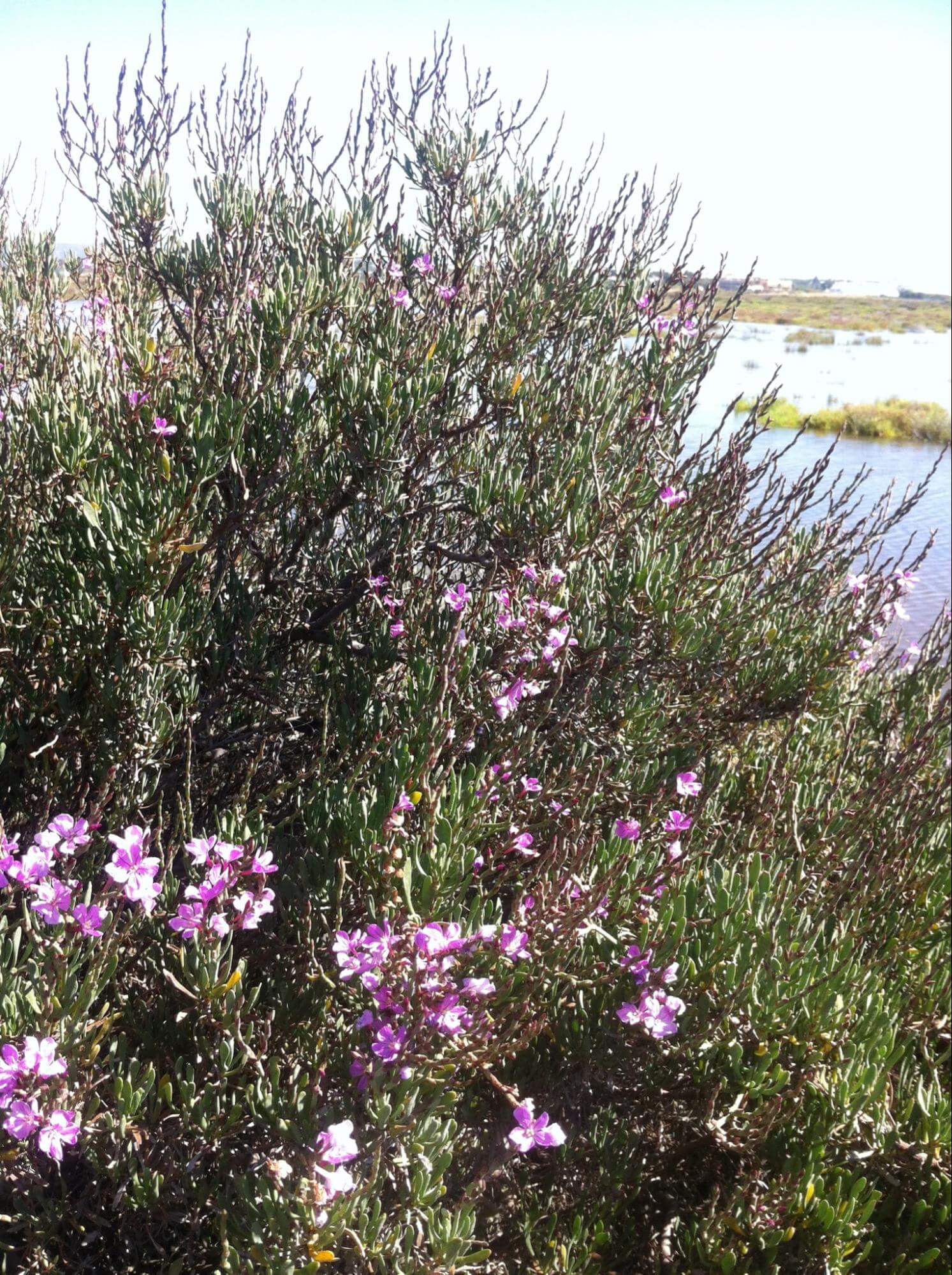 Guide to the Flora and Fauna in the Ria Formosa | Lands