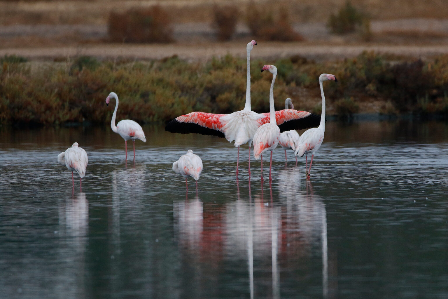 The Best Places to Find Flamingos in the Algarve - Lands - Turismo na ...