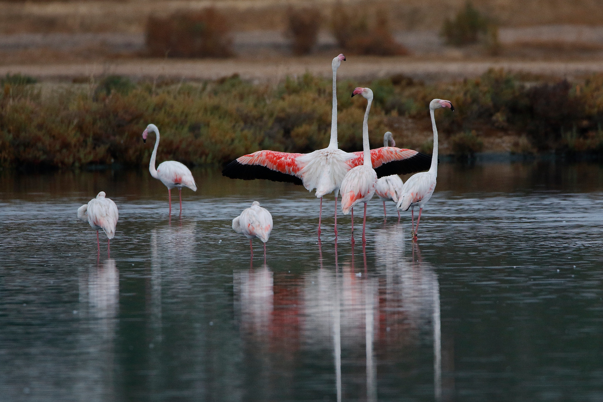 Os Melhores Lugares para encontrar Flamingos no Algarve | Lands